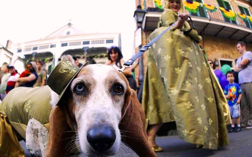 Carnival Goes to the Dogs! – Conscious Companion®