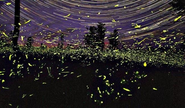 Crepuscular Cats! – Conscious Companion®