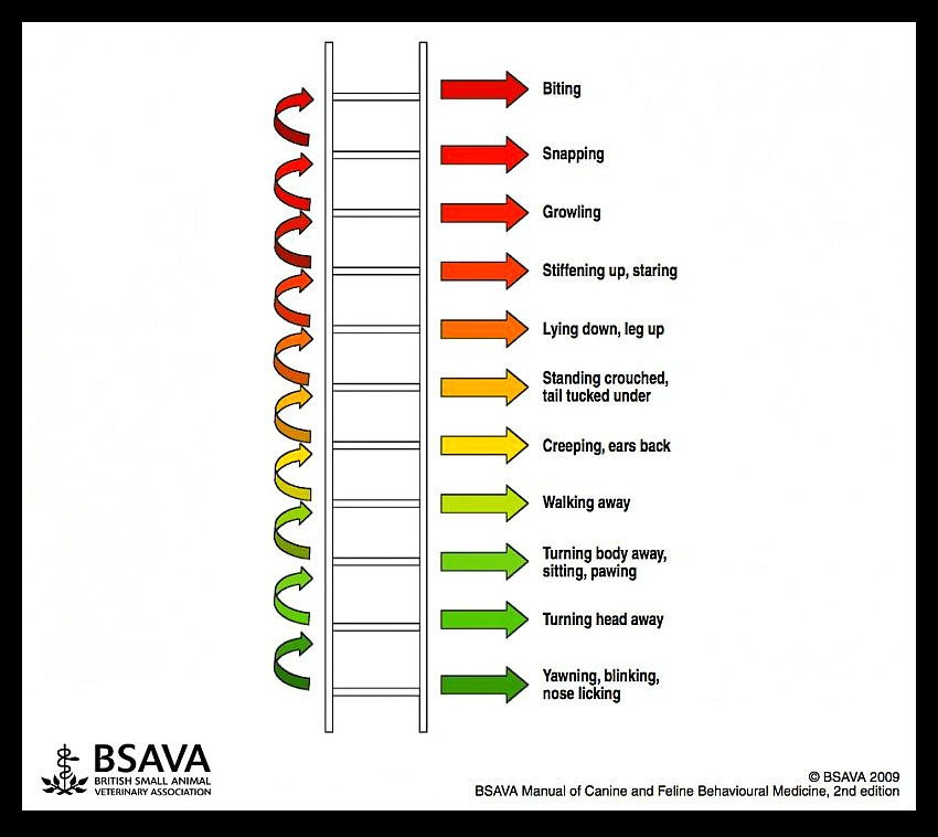 Ladder of Aggression – Conscious Companion®