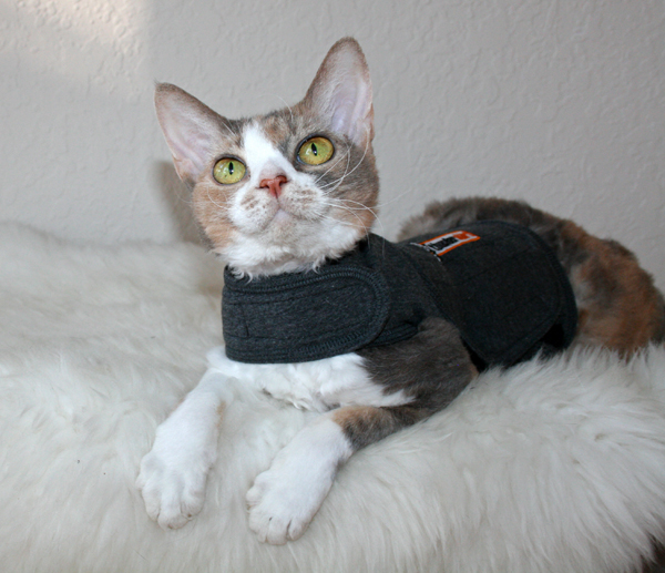 The Fourth of July Doesn’t Have to Be “Feline Fright Night ...