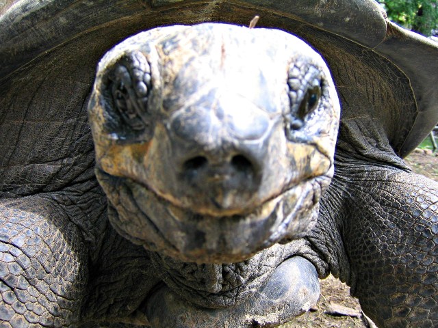Tortoises Teaching Us Through Touch-Screen Technology! – Conscious ...