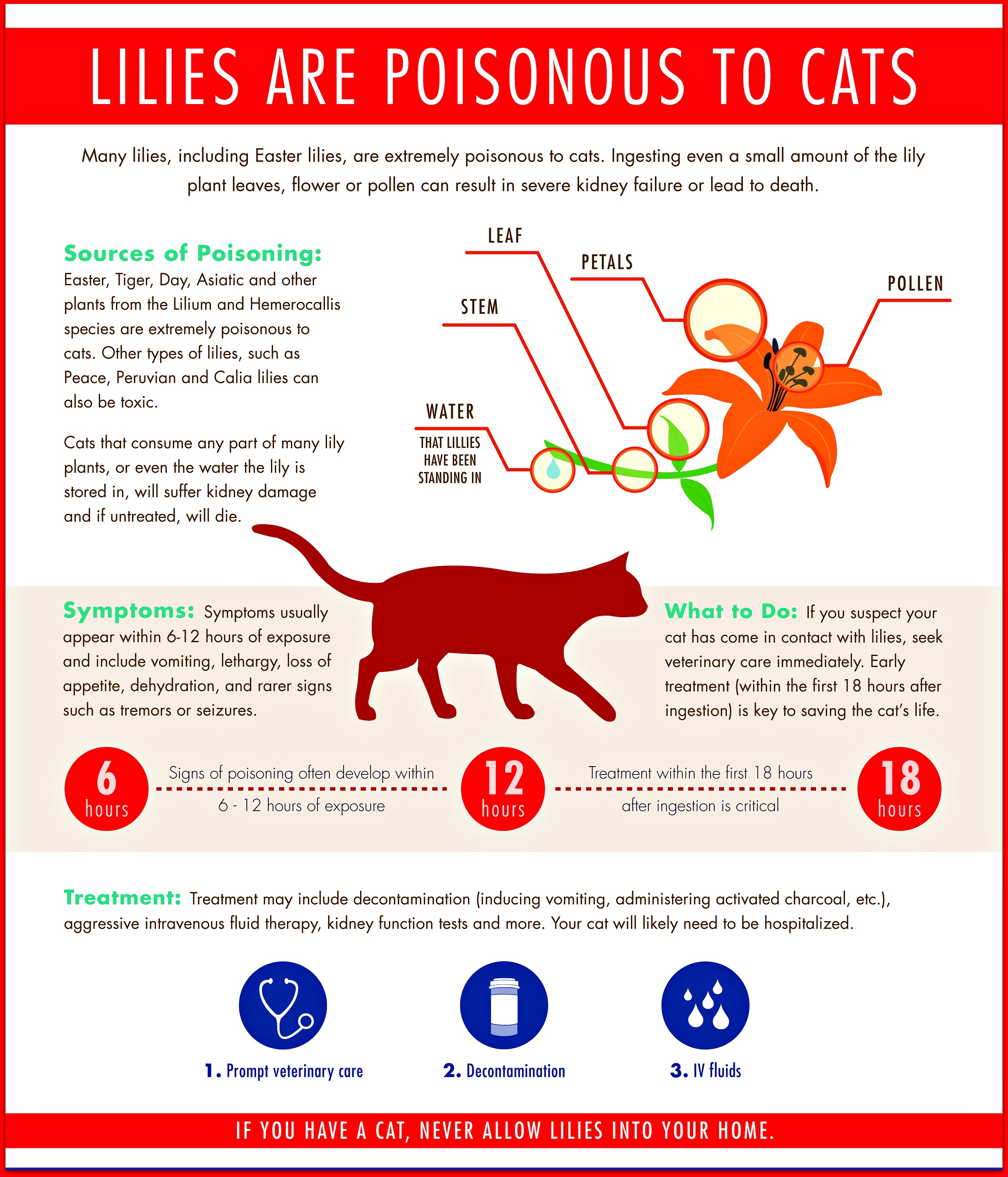 The Deadly Dangers of Lilies – Conscious Companion®