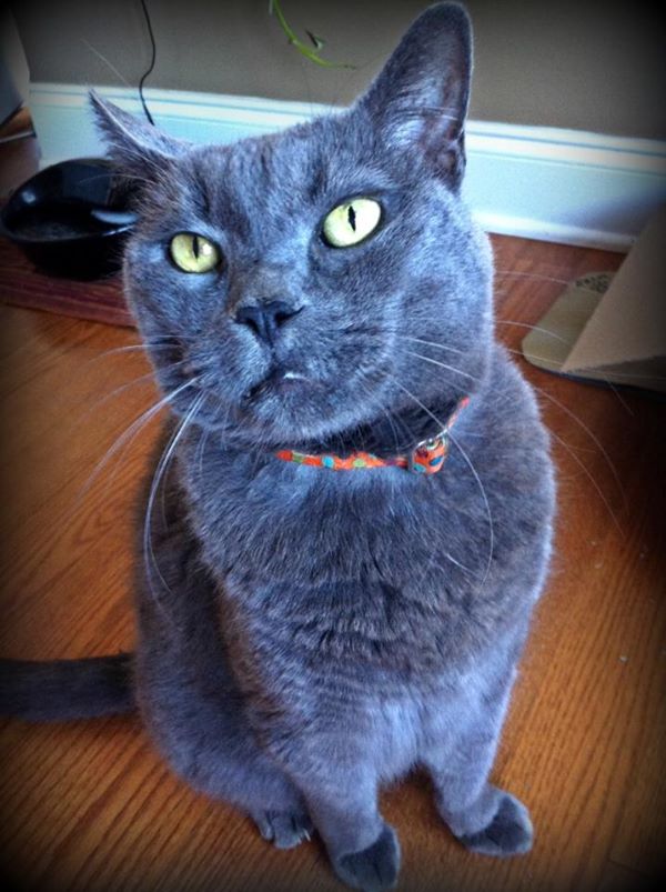 King Albert The Grey – Conscious Companion®