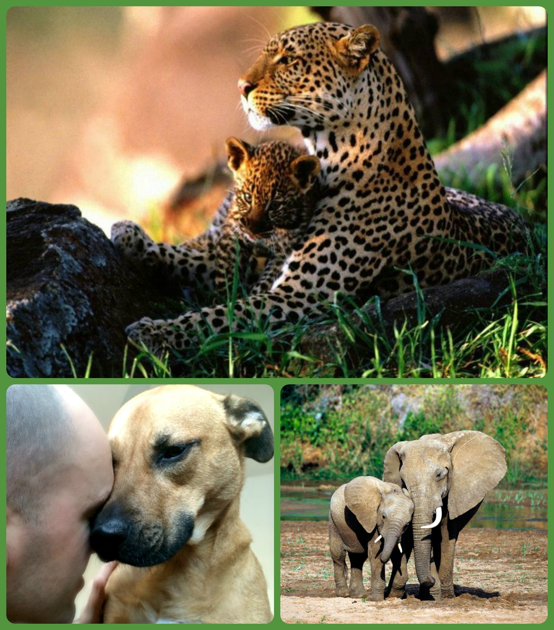 Animal Emotions and That Icky Sticky Fear – Conscious Companion®