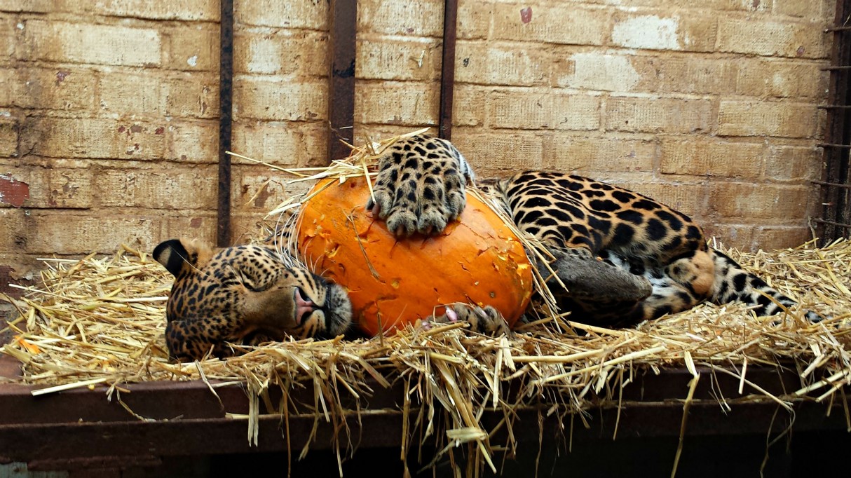 Foraging Felines! – Conscious Companion®