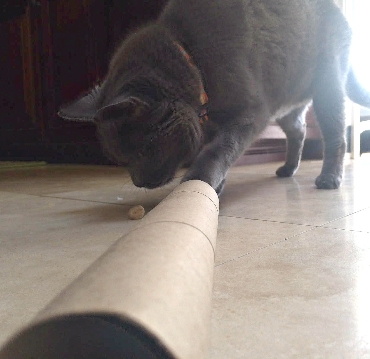 Foraging Felines! – Conscious Companion®