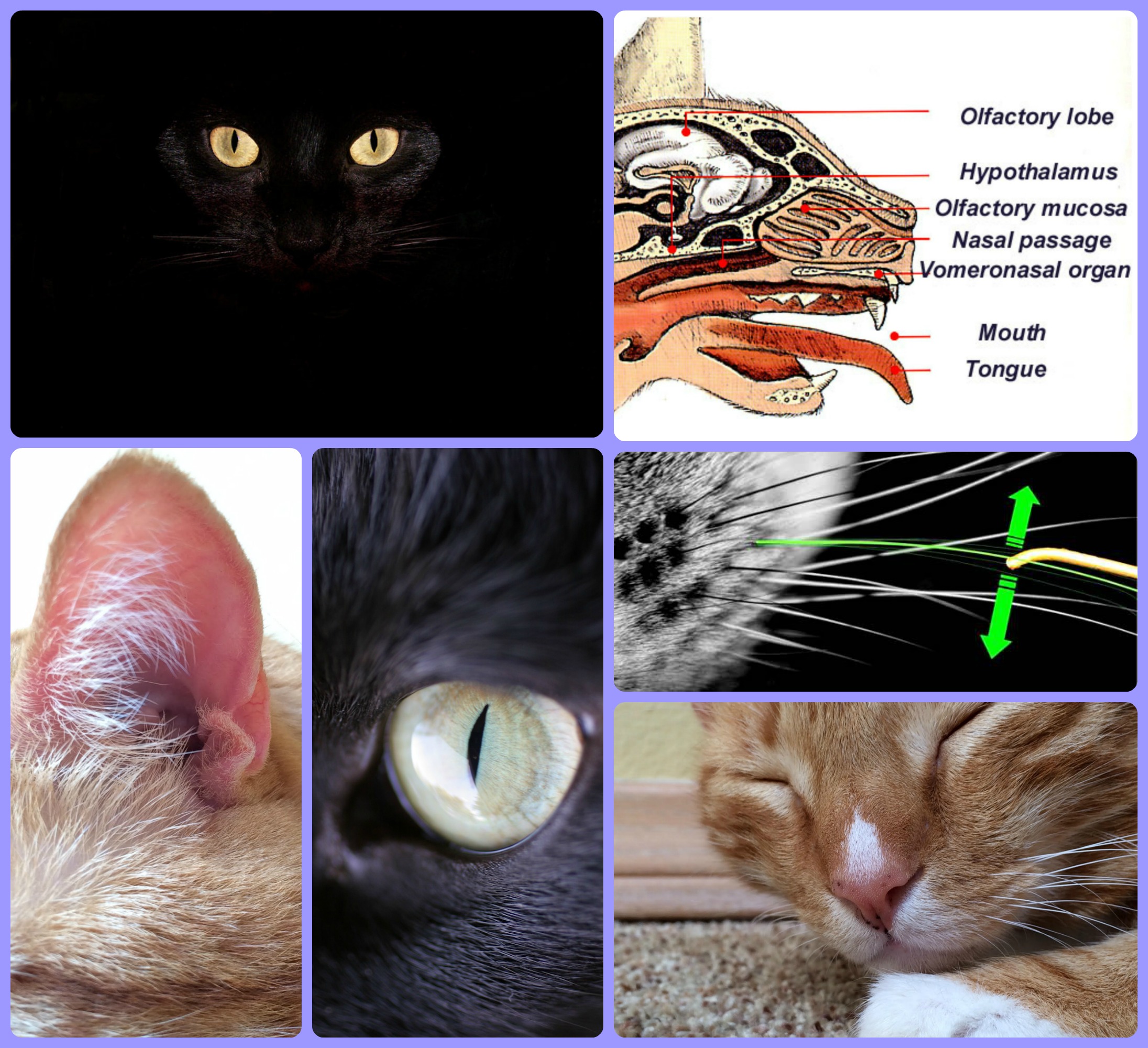 Lions, Tigers, Tabbies, and Pumpkins, Oh My! – Conscious Companion®